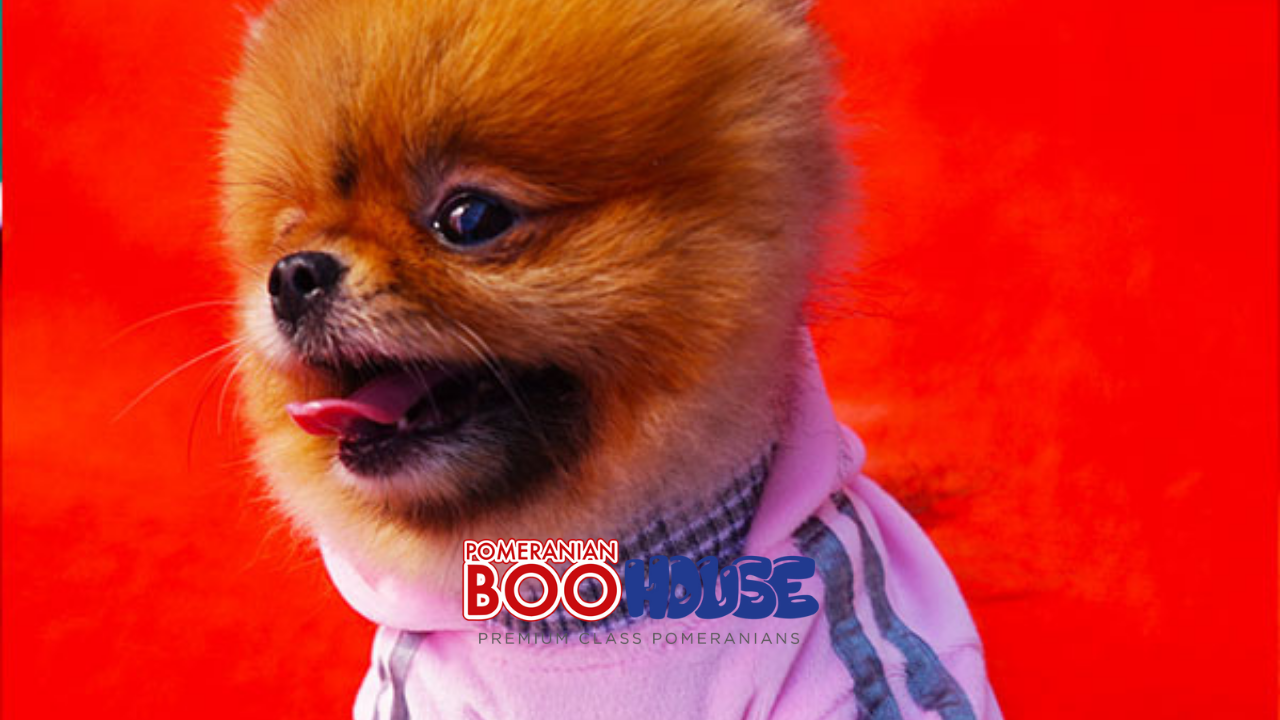 Pomeranian Boo Prices - Pomeranian Boo House