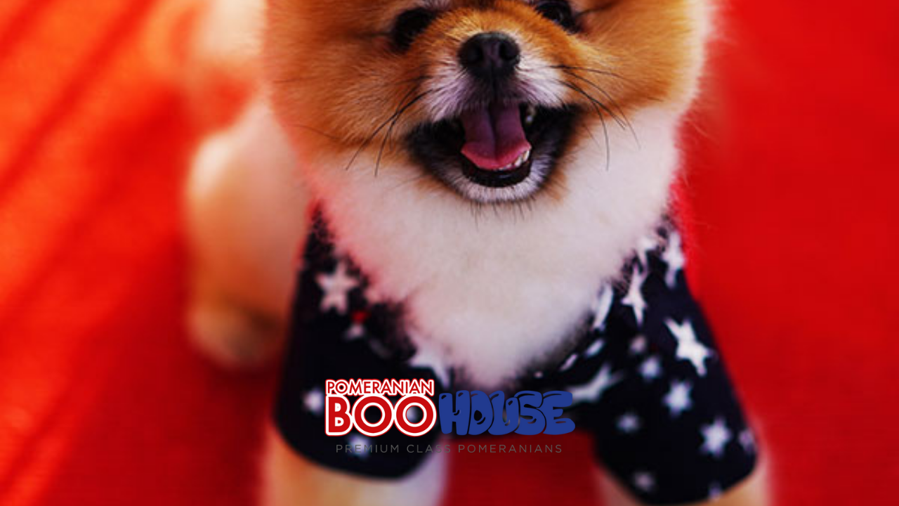What Vitamins Should Pomeranian Boo Use? - Pomeranian Boo House
